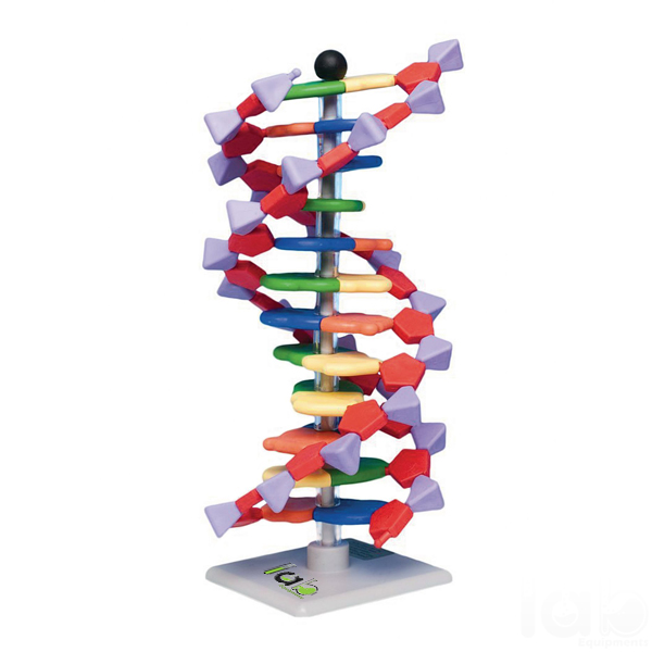 DNA Structure Model, Plastic Assembly Kit Manufacturers, Supplier ...