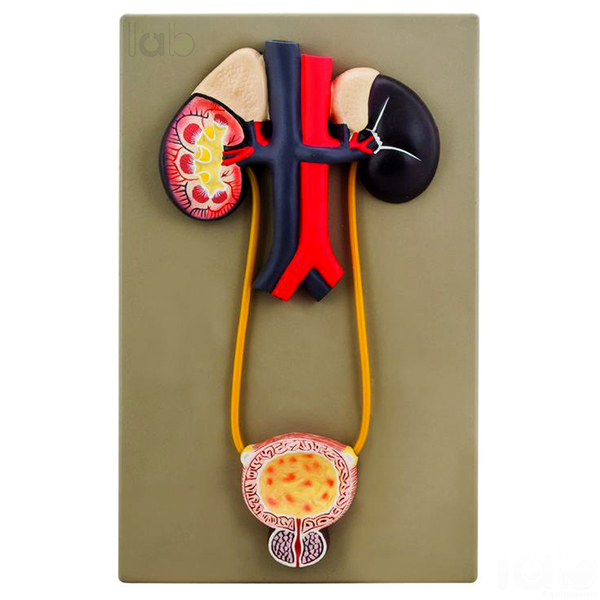 Human Urinary Bladder Model Manufacturers, Supplier & Exporters in ...