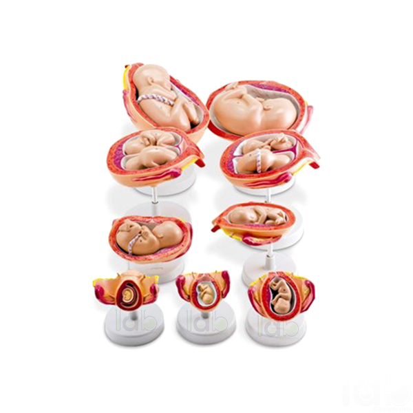 Pregnancy Model Set Model Manufacturers, Supplier & Exporters in Ambala ...