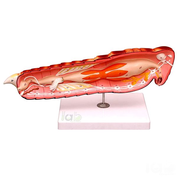 Locust Anatomy Model Manufacturers, Supplier & Exporters in Ambala ...