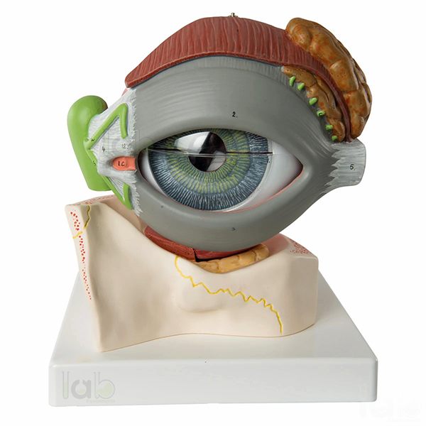 Human Eye Model with Eyelids Manufacturers, Supplier & Exporters in ...