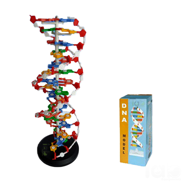 DNA Structure Model, Plastic Assembly Kit, Deluxe Manufacturers ...