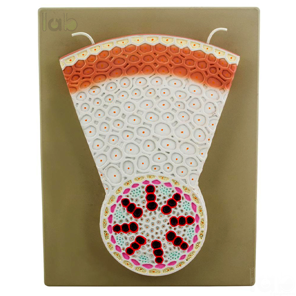 Monocot Stem T.S. Model Manufacturers, Supplier & Exporters in Ambala ...