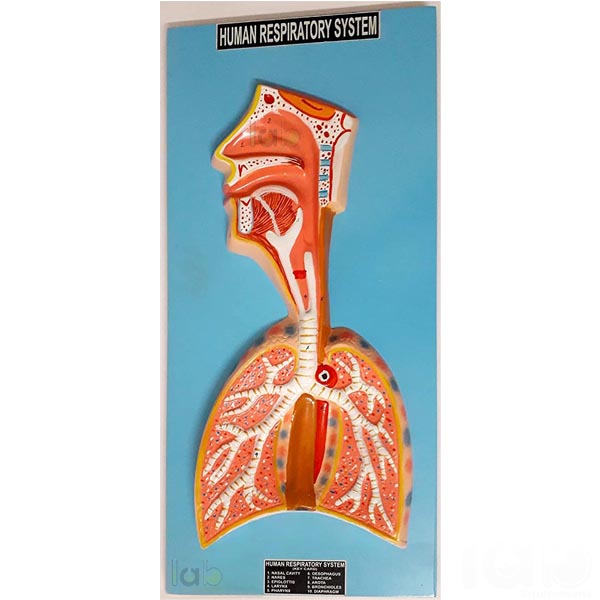 Human Respiratory System Model Manufacturers, Supplier & Exporters in ...