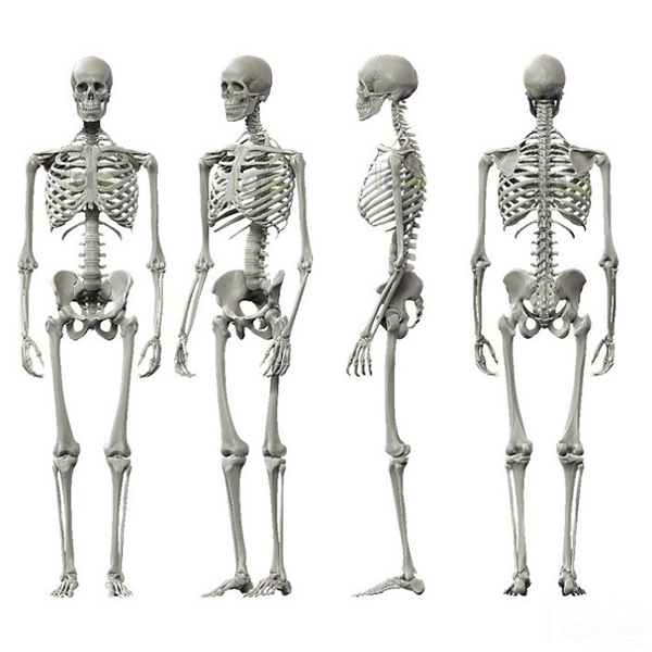 Human Skeleton Model Manufacturers, Supplier & Exporters in Ambala ...